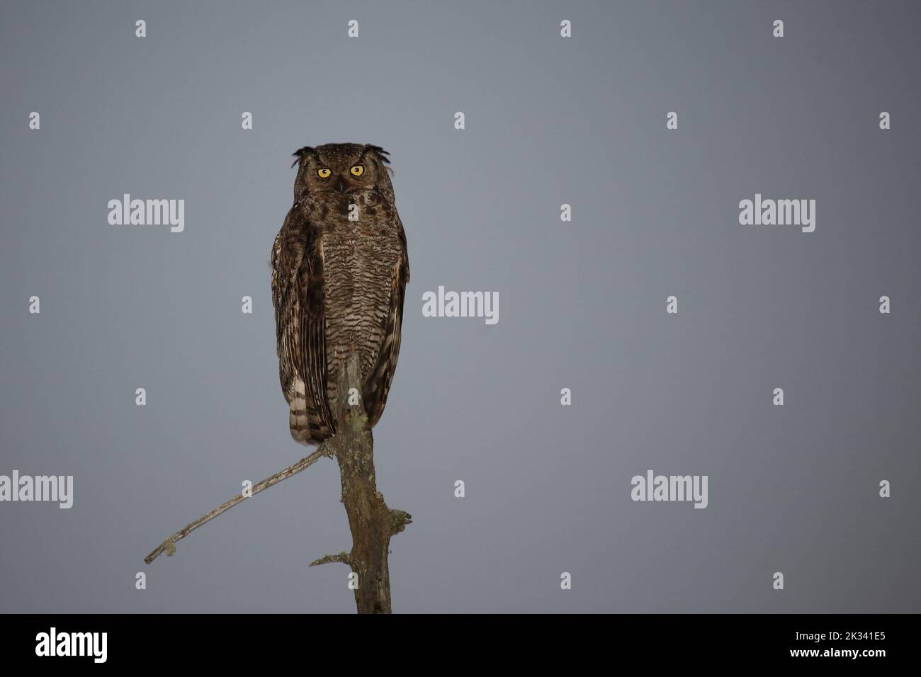 Virginia-Uhu / Great horned owl / Bubo virginianus Stock Photo - Alamy