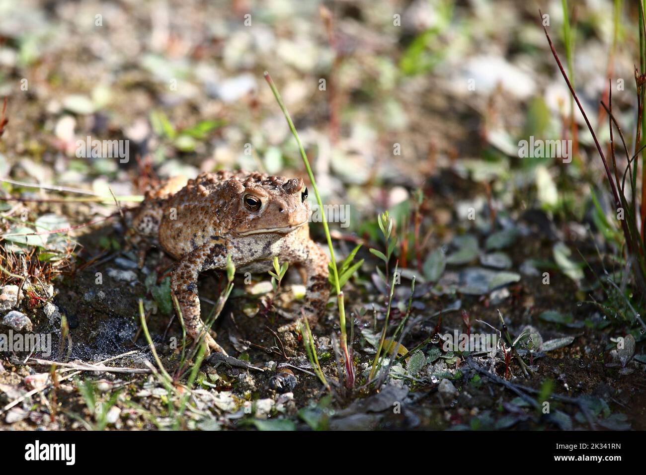 Kanada-Kröte oder Dakota-Kröte / Canadian toad / Anaxyrus hemiophrys ...