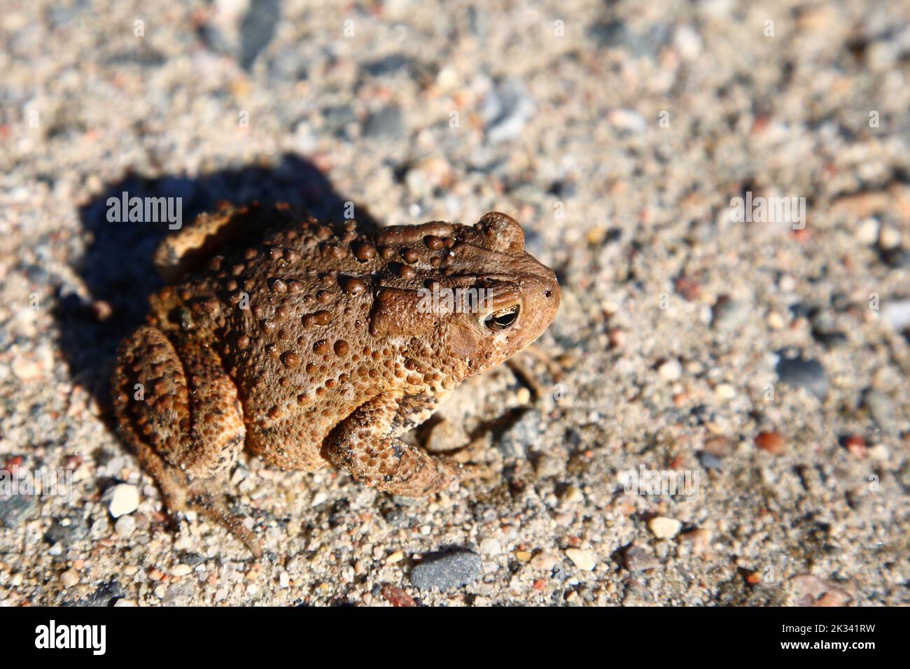 Kanada-Kröte oder Dakota-Kröte / Canadian toad / Anaxyrus hemiophrys ...
