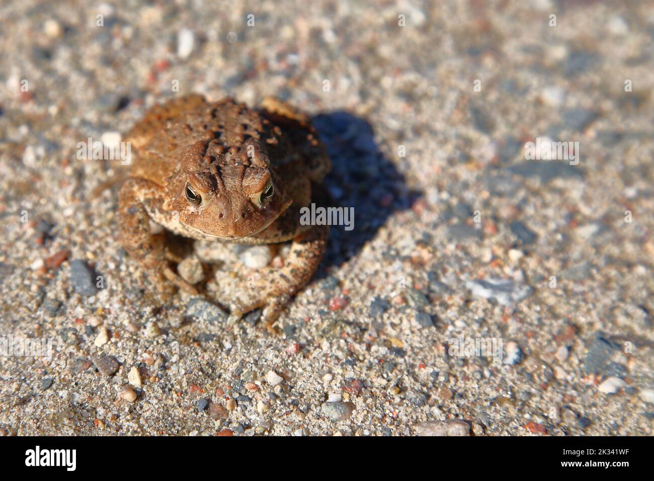 Kanada-Kröte oder Dakota-Kröte / Canadian toad / Anaxyrus hemiophrys ...