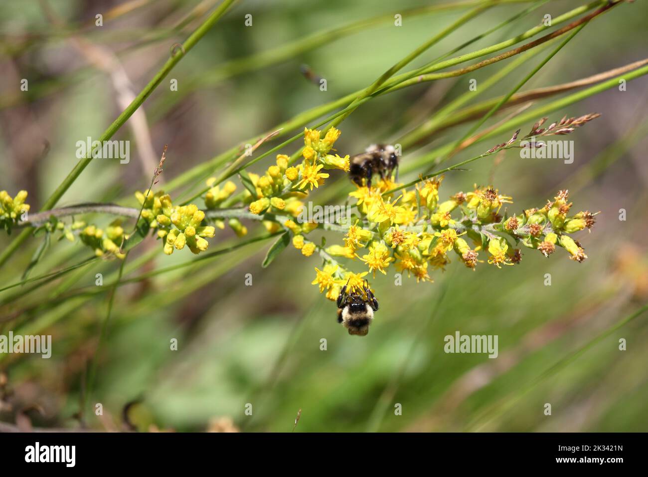 Blume mit Biene / Flower with Bee / Flos et Apiformes Stock Photo - Alamy