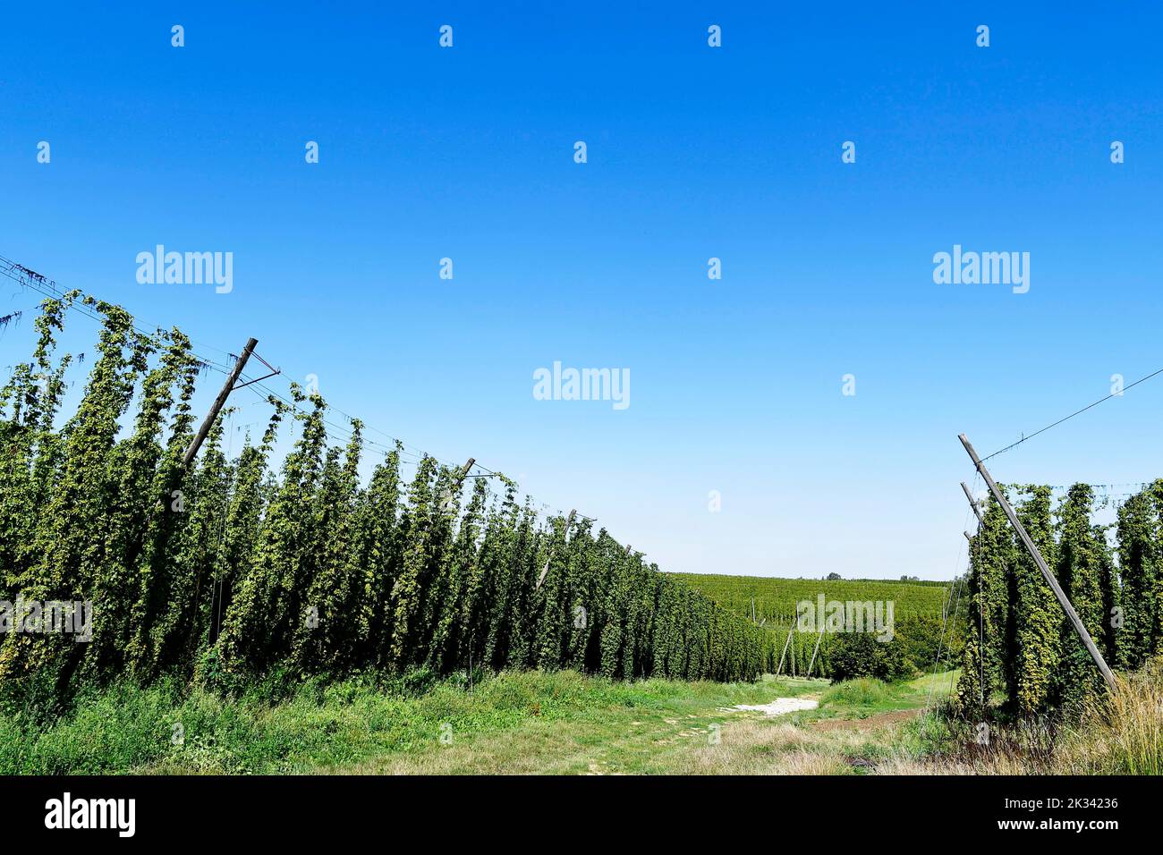 Harvested hops, hop garden, hop field, hop bines, poles, path, field ...