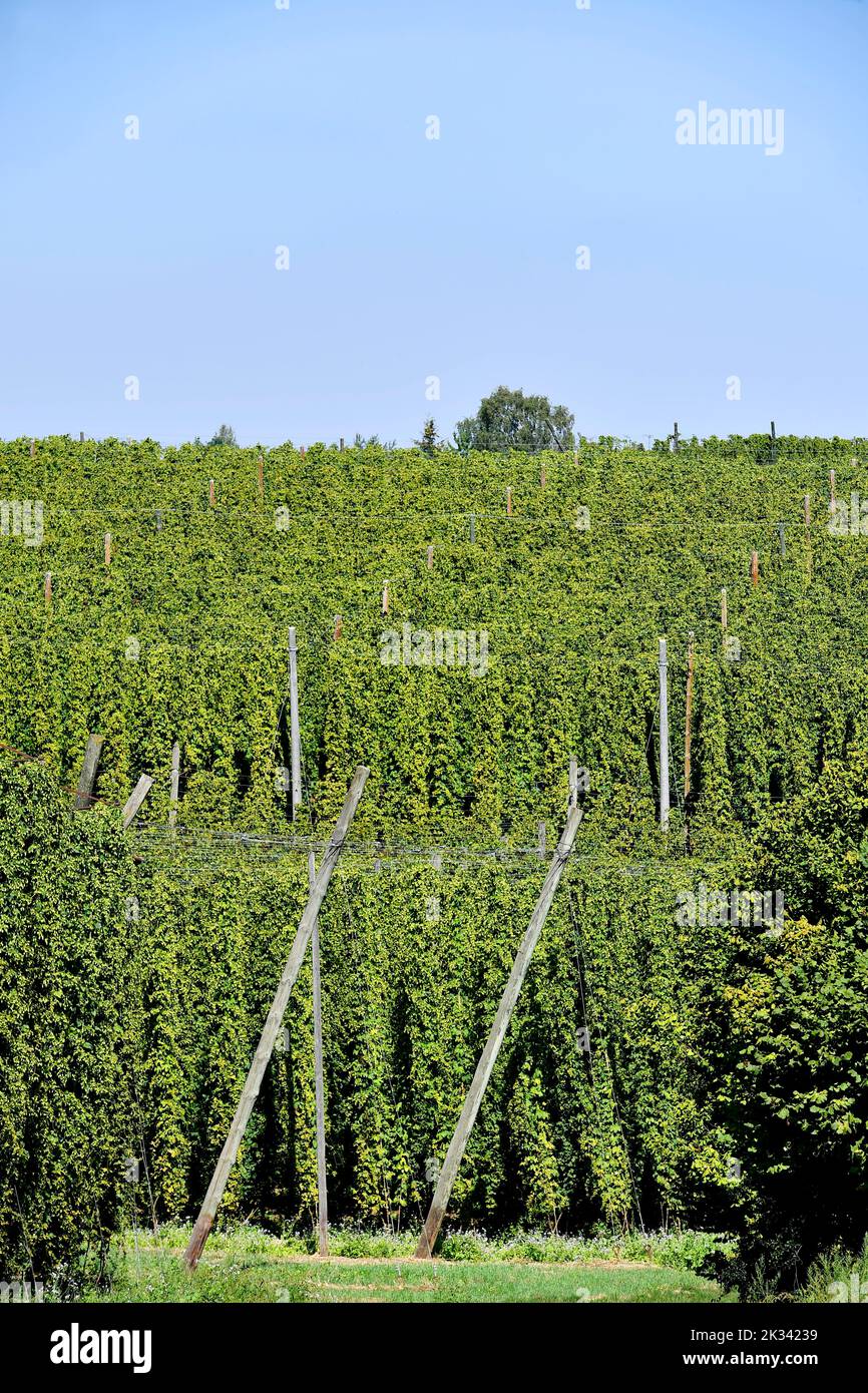 Hops ripe for harvesting, overview hop garden, hop field, hop vines ...