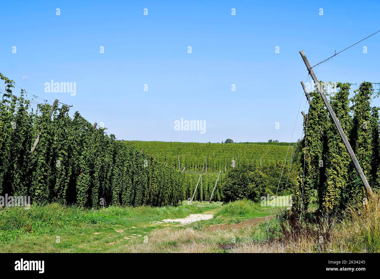 Harvested hops, hop garden, hop field, hop bines, poles, path, field ...