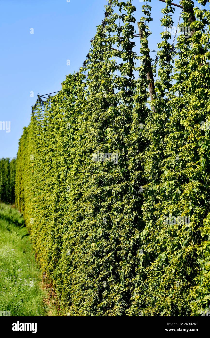 Harvested hops, hop garden, hop field, detail hop vines, poles ...