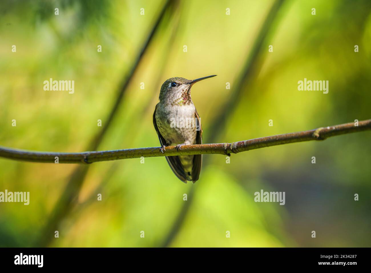 An Anna's Hummingbird perched on a branch with trees in the background ...
