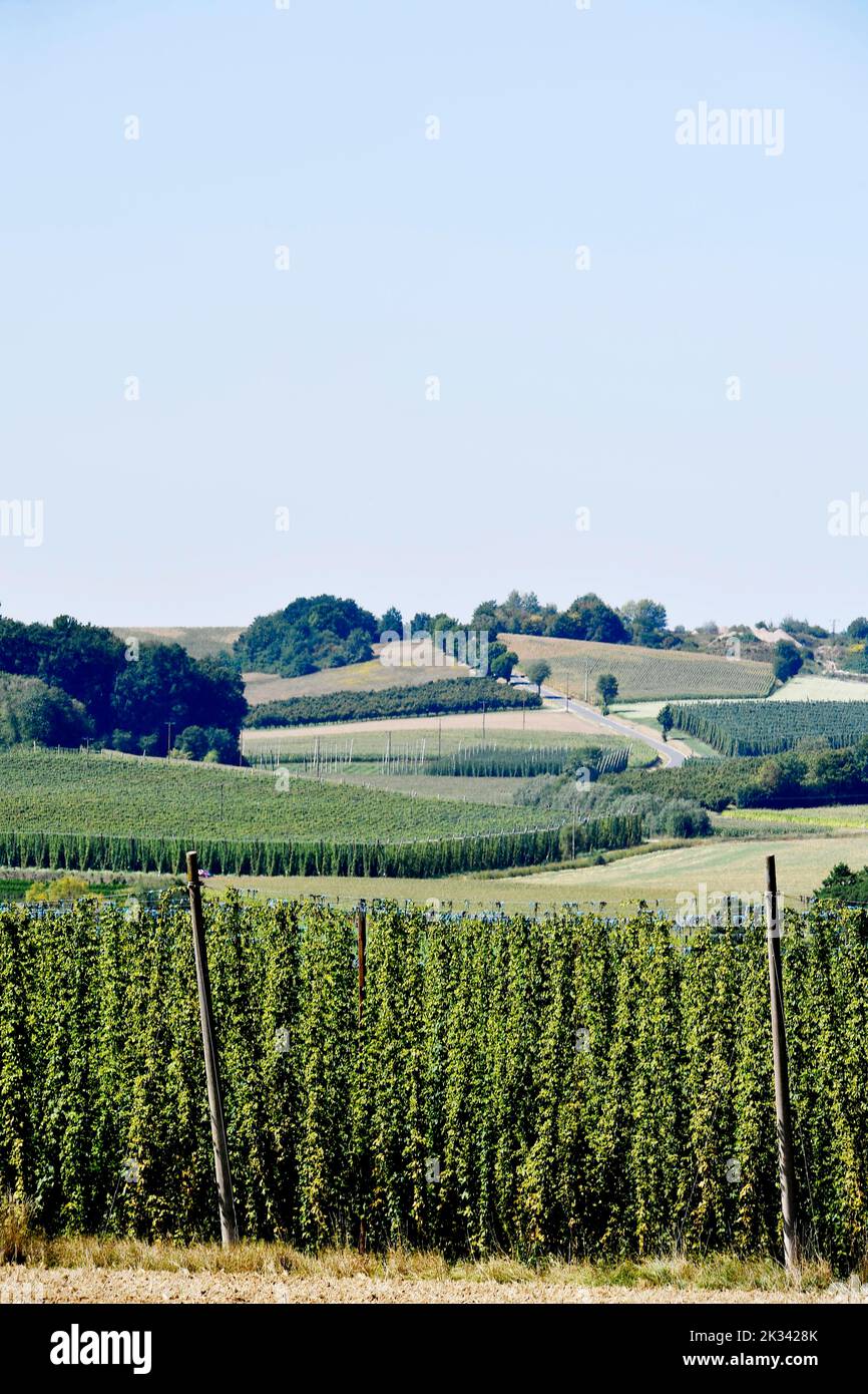 Hops ripe for harvesting, overview hop garden, panorama hop field, hop ...