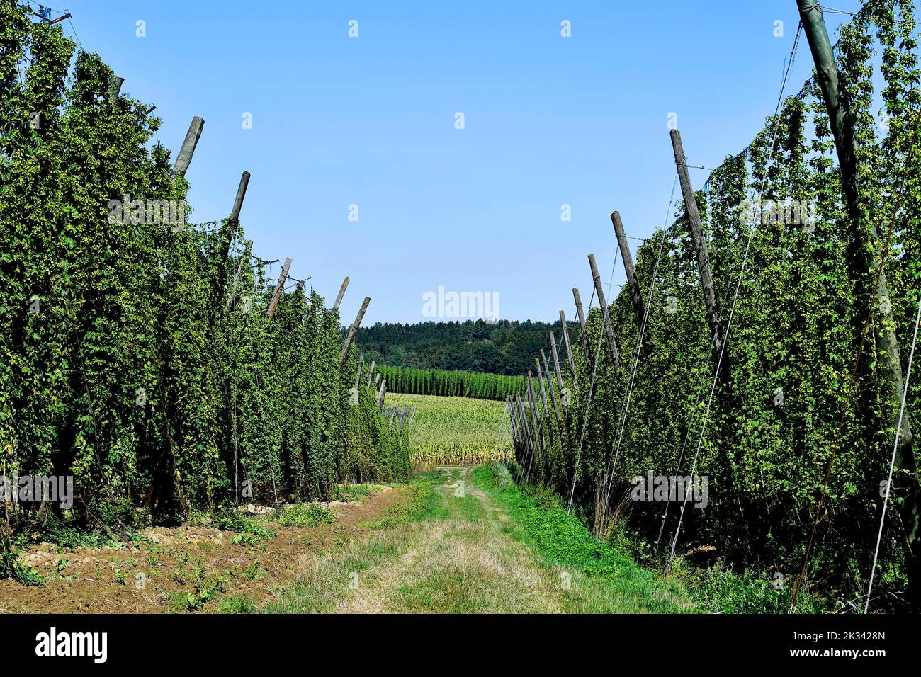 Harvested hops, hop garden, hop field, hop vines, poles, path, field ...