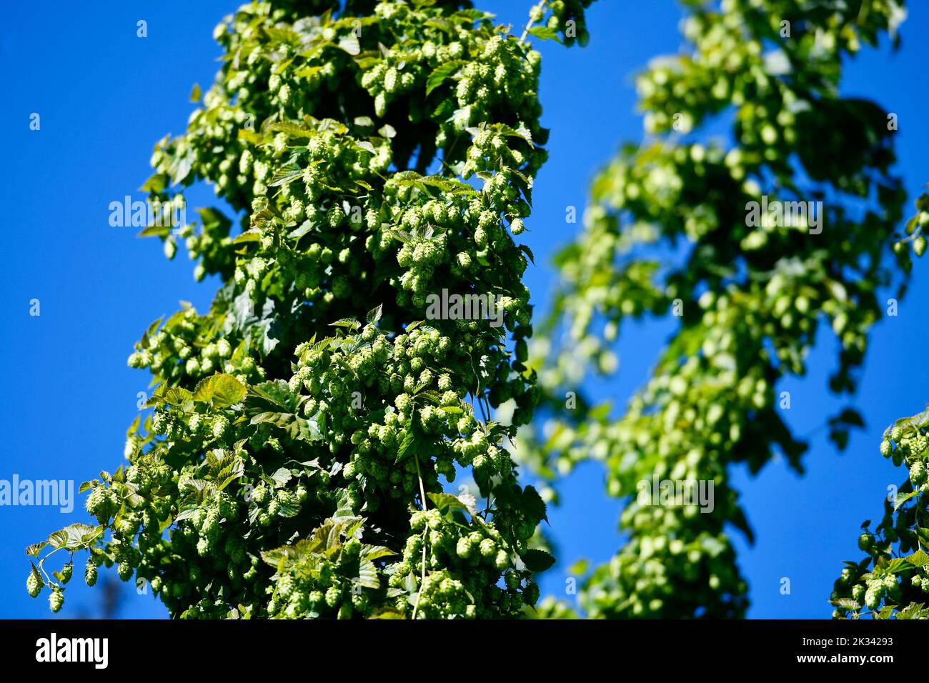 Close-up of fresh hops ready for harvesting, hop garden, hop field ...