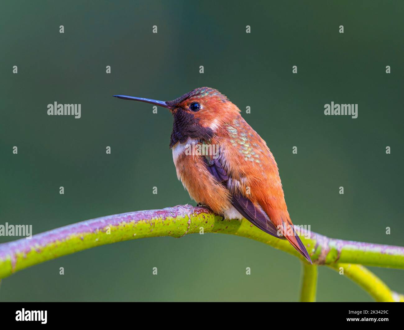 Hummingbird on branch selasphorus hi-res stock photography and images ...