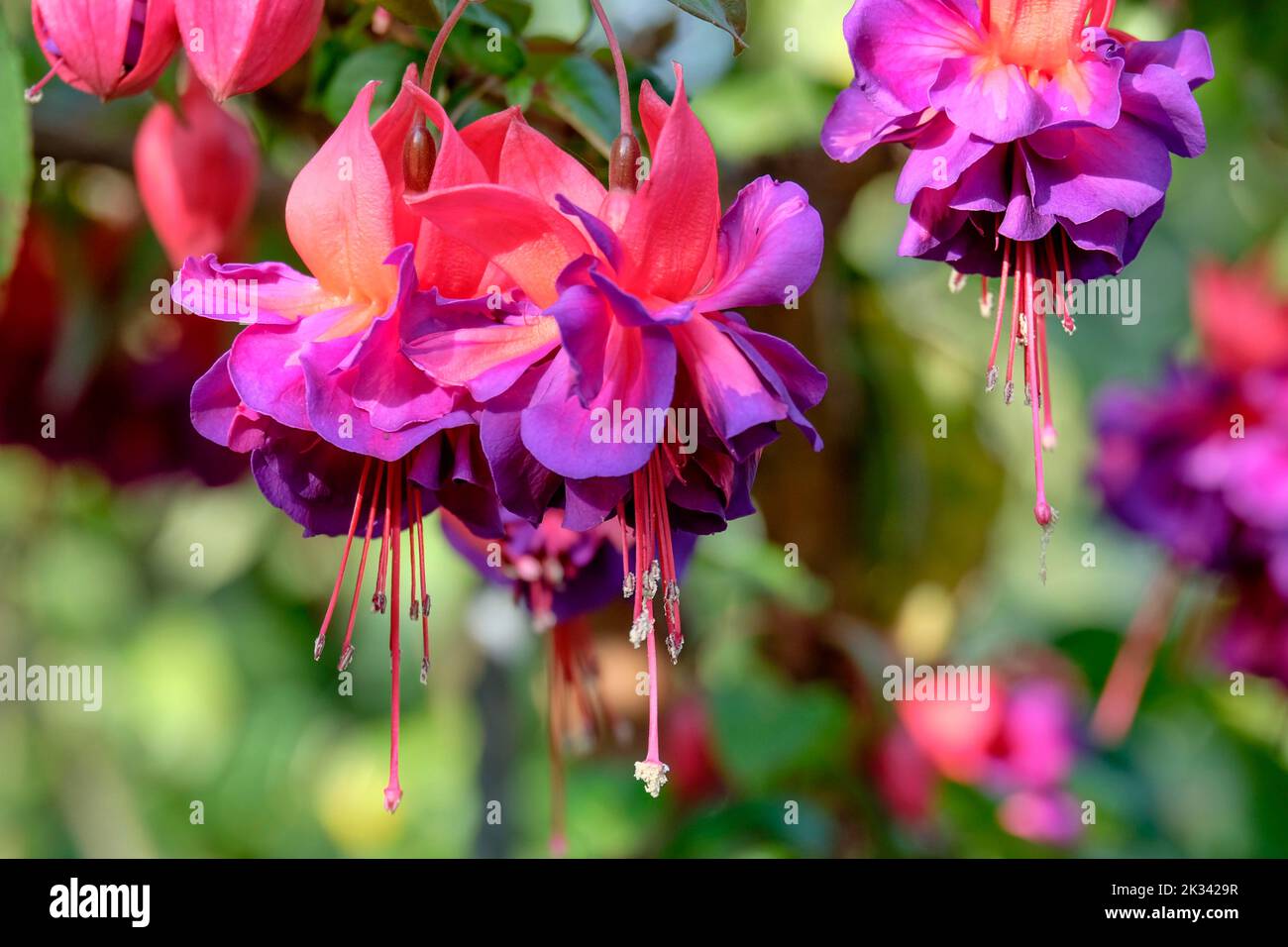 Flowering fuchsias (Fuchsia), North Rhine-Westphalia, Germany Stock ...
