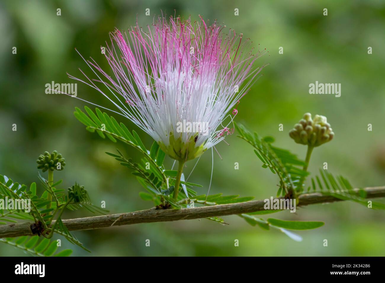 Flower of the bastard tamarind (Albizia julibrissin), Zimbabwe Stock ...
