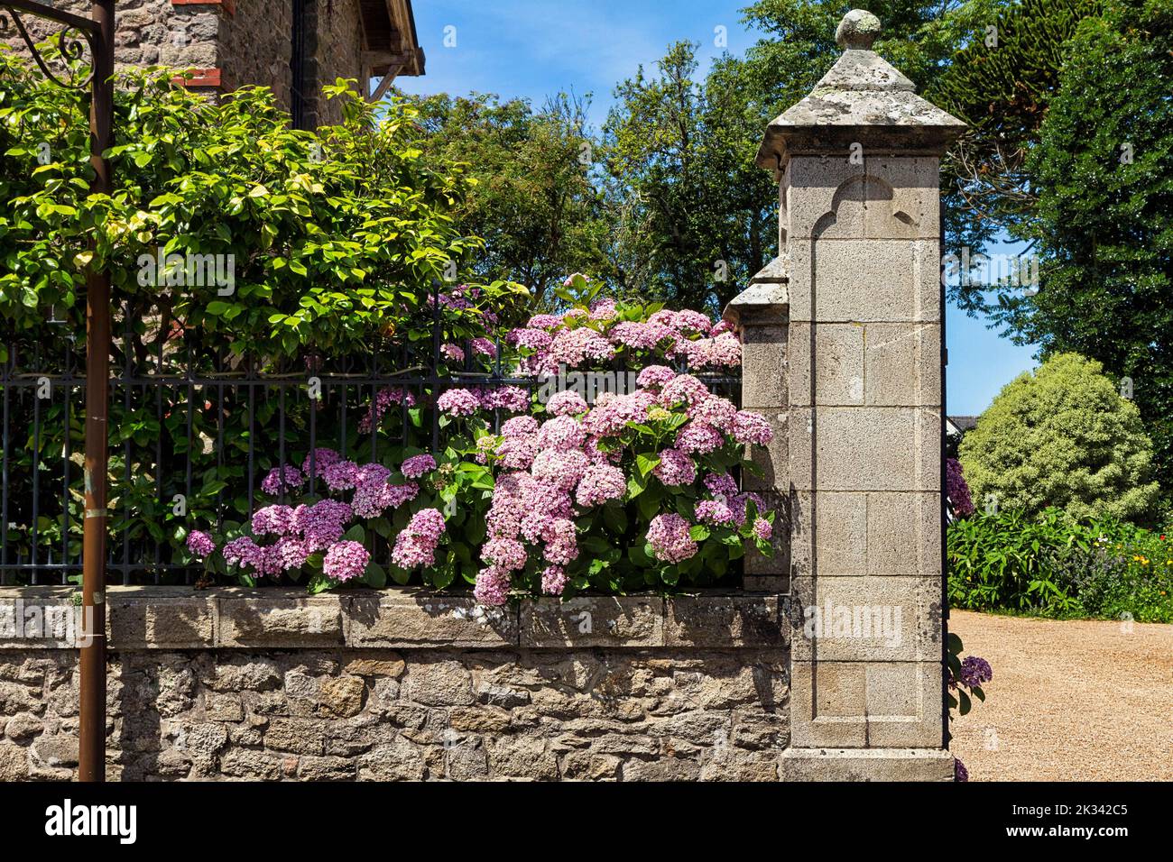 Pink flowering hydrangeas on an ornate wall, Auray, Morbihan, Brittany ...