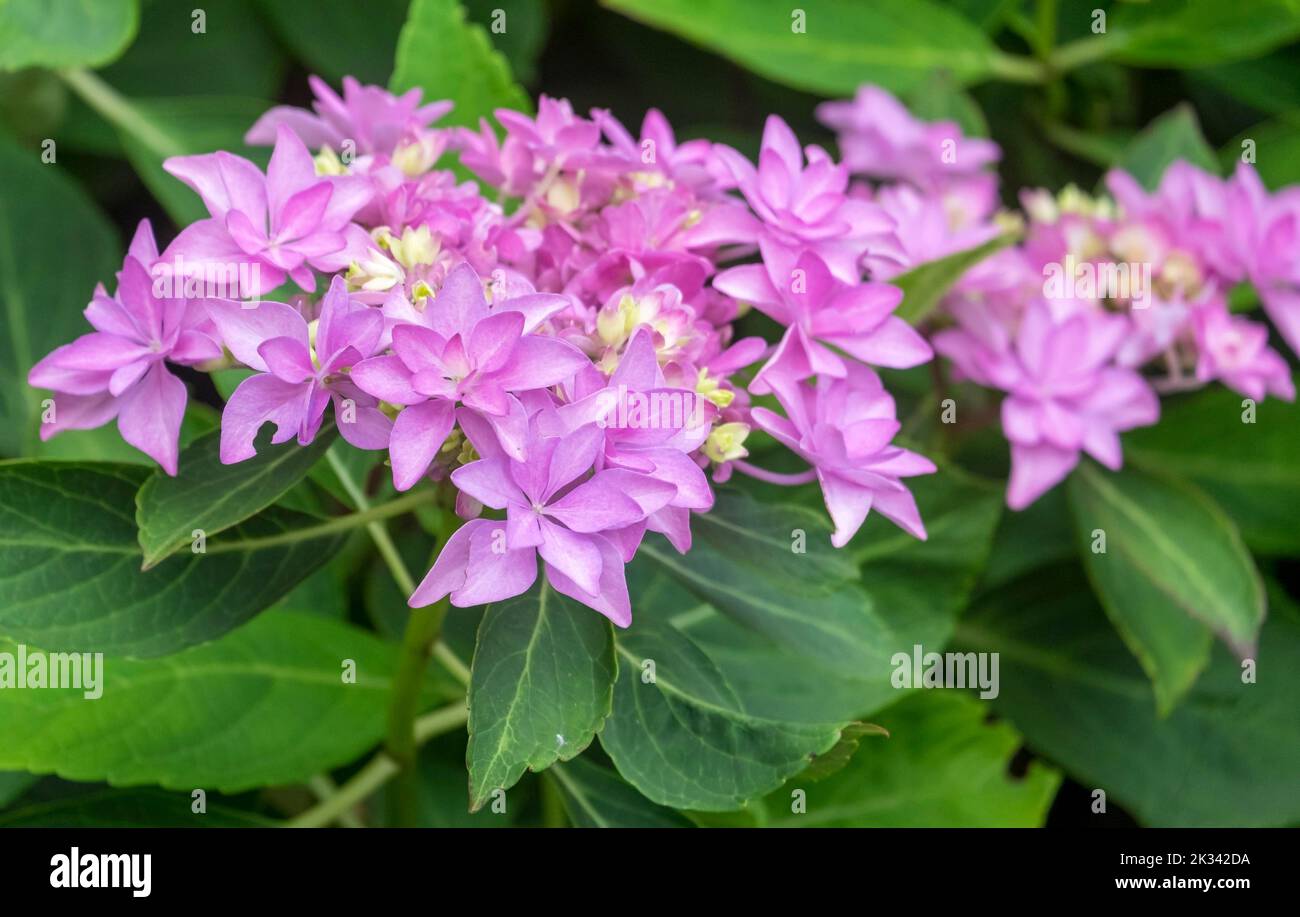 Double plate hydrangea (Hydrangea macrophylla You & Me Romance), Muensterland, North Rhine ...