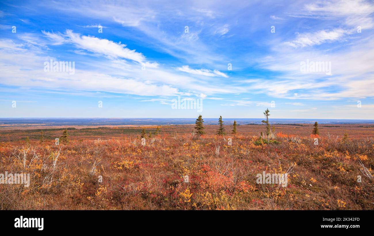 Scrub willows and spruce trees overlooking the Mackenzie River lowlands ...