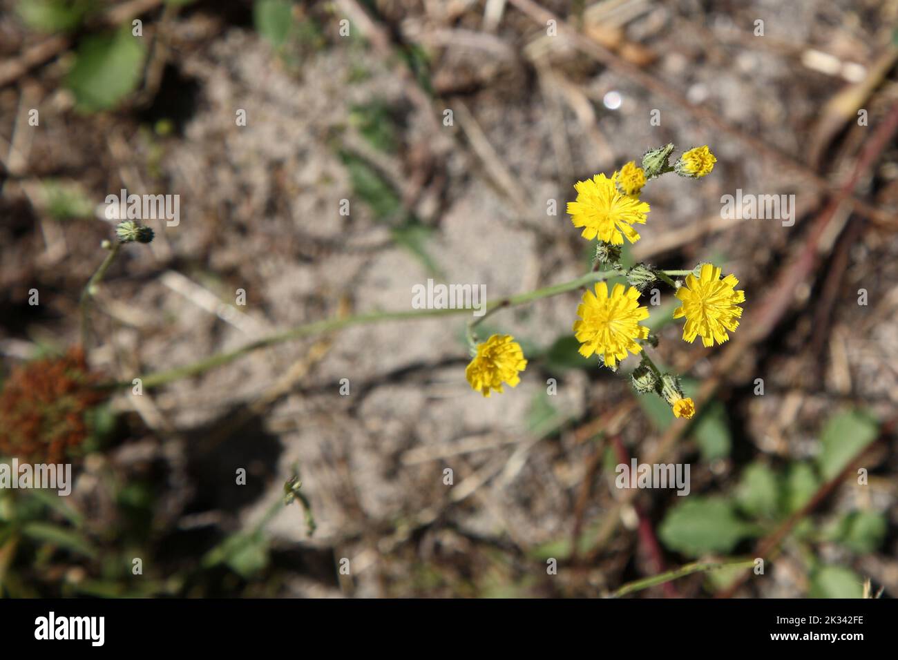 Ontario blumen hi-res stock photography and images - Alamy