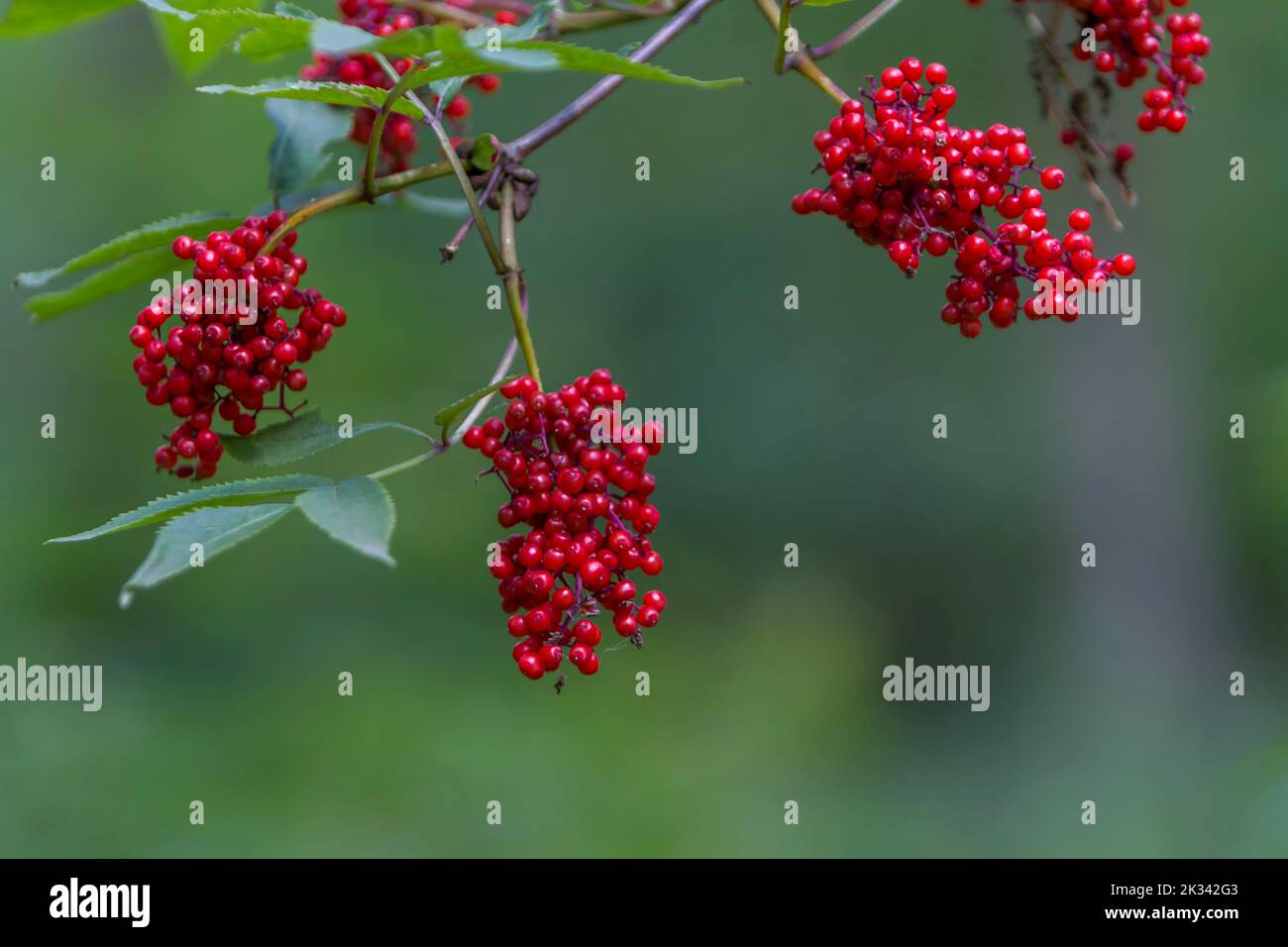 Fruits of the red elder (Sambucus racemosa), Muensterland, North Rhine ...