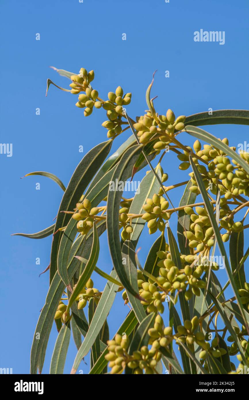 Narrow-leaved willow (Elaeagnus angustifolia), fruits, Egypt Stock ...