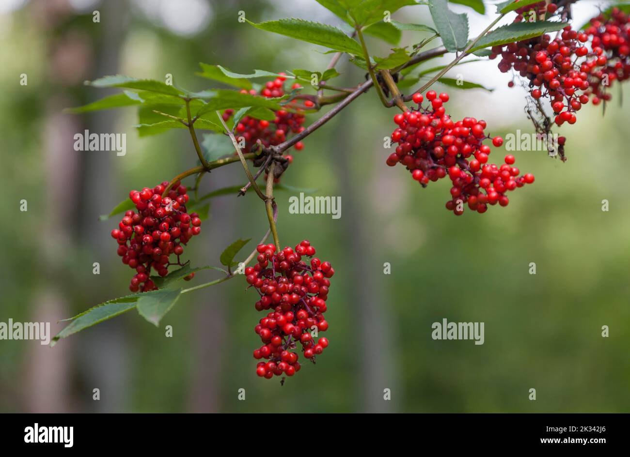 Fruits of the red elder (Sambucus racemosa), Muensterland, North Rhine ...