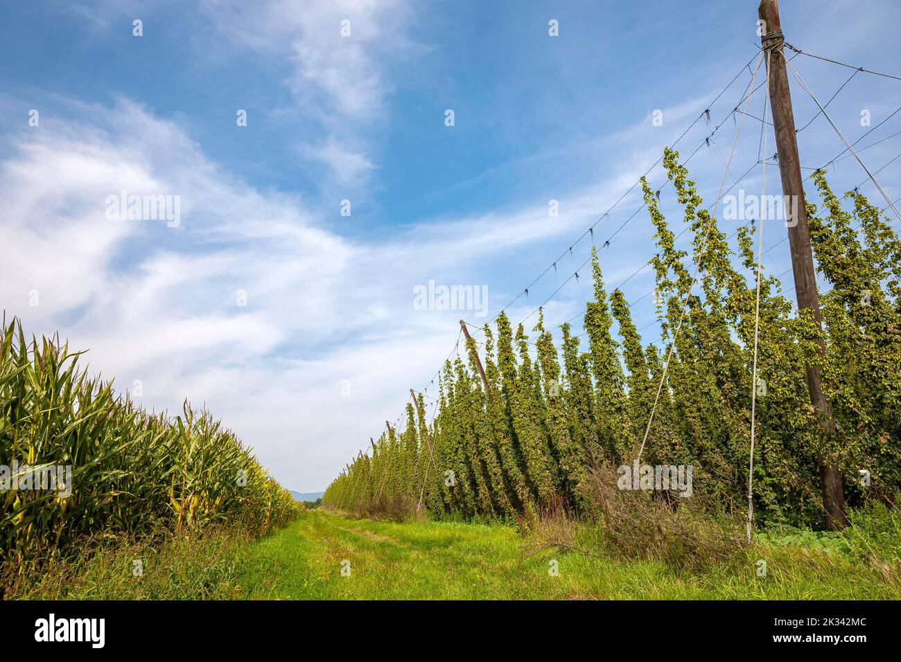 Hop field Hop cultivation, Hops (Humulus), Alsace, France Stock Photo ...