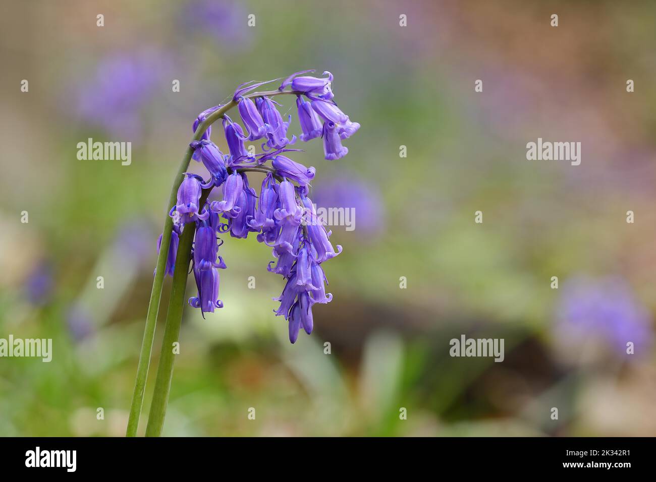 Common bluebell (Hyacinthoides non-scripta), blue mayflower, North ...