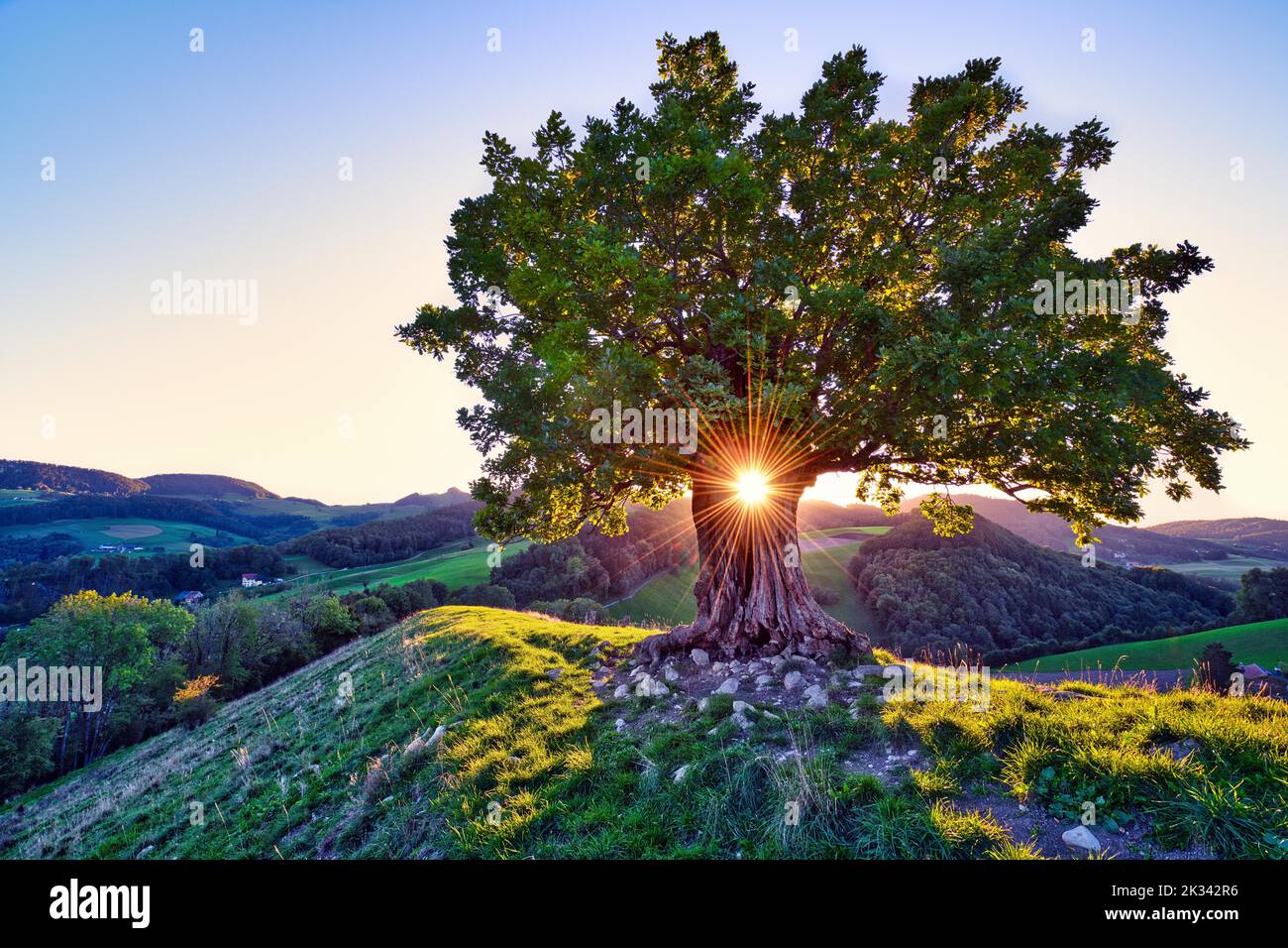 Oak tree (Quercus) with sun star at sunset, Swiss Jura Mountains ...