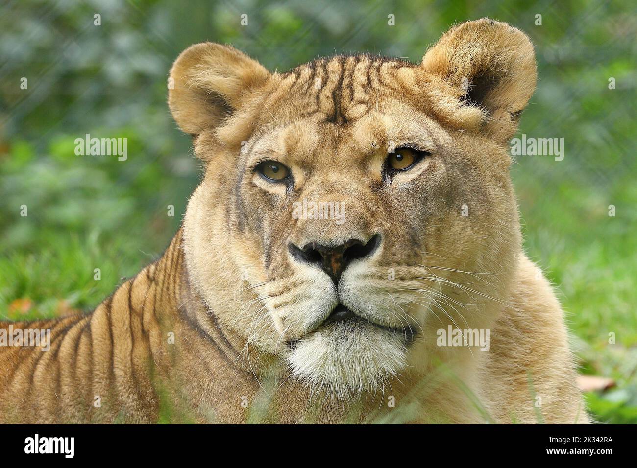 Lion (Panthera Leo), animal portrait, frontal view, captive, Salzburg ...