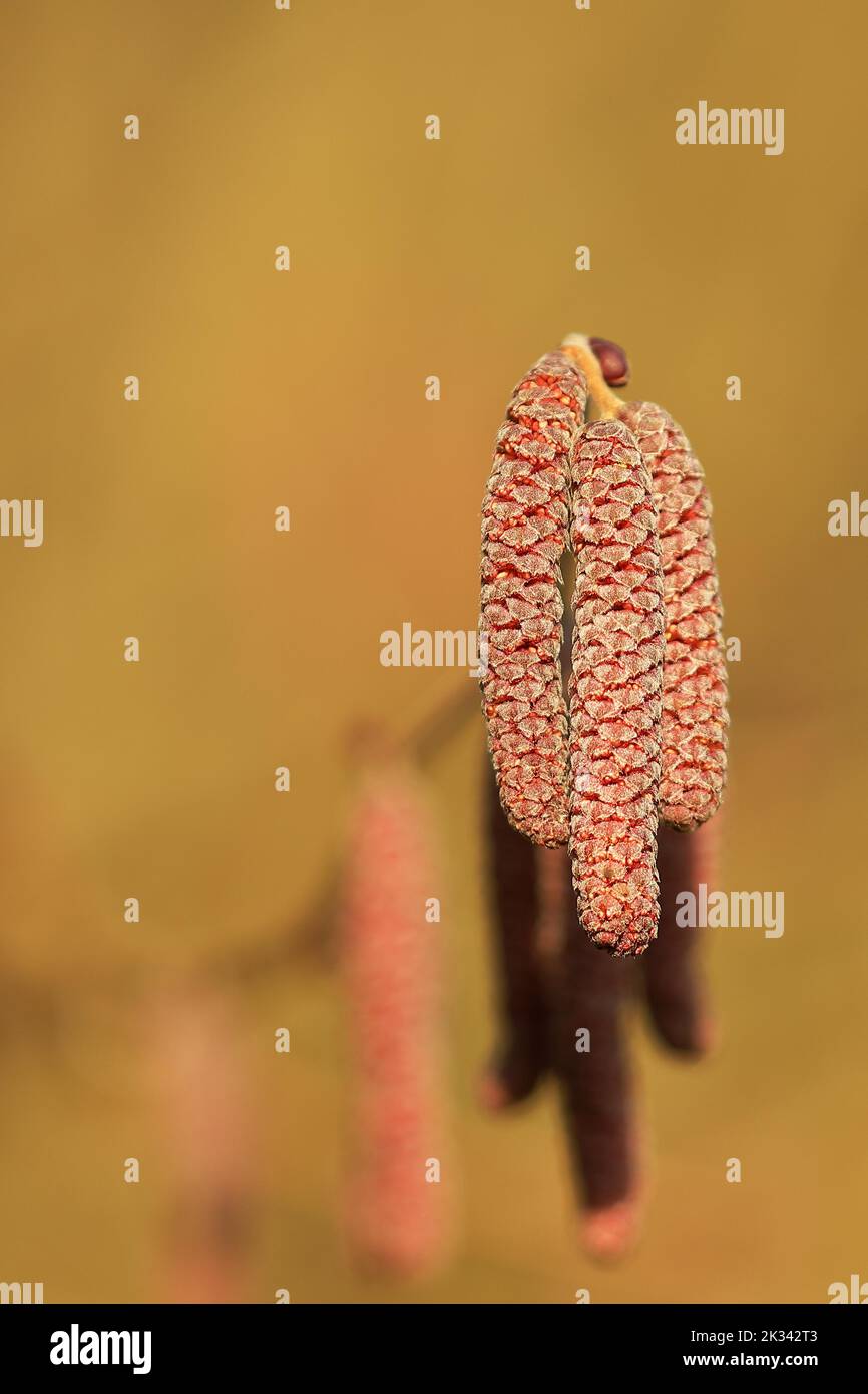 Purple leaved filbert (Corylus maxima purpurea), male flowers, Wilden ...