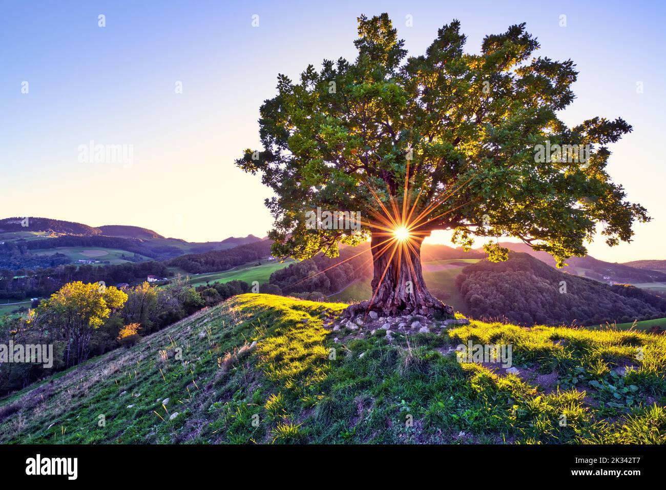 Oak tree (Quercus) with sun star at sunset, Swiss Jura Mountains ...
