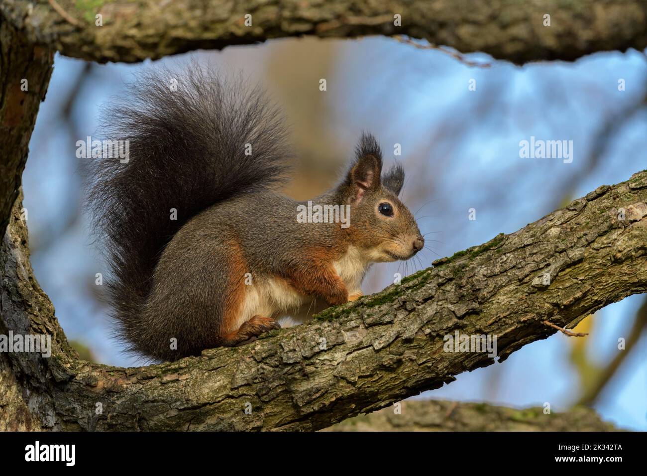 Eurasian red squirrel (Sciurus vulgaris), sitting on a branch, blue sky ...