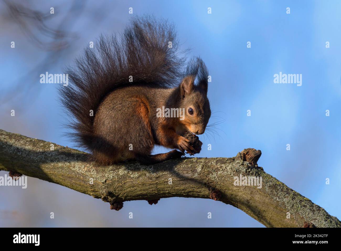 Eurasian red squirrel (Sciurus vulgaris), sitting on branch and gnawing ...