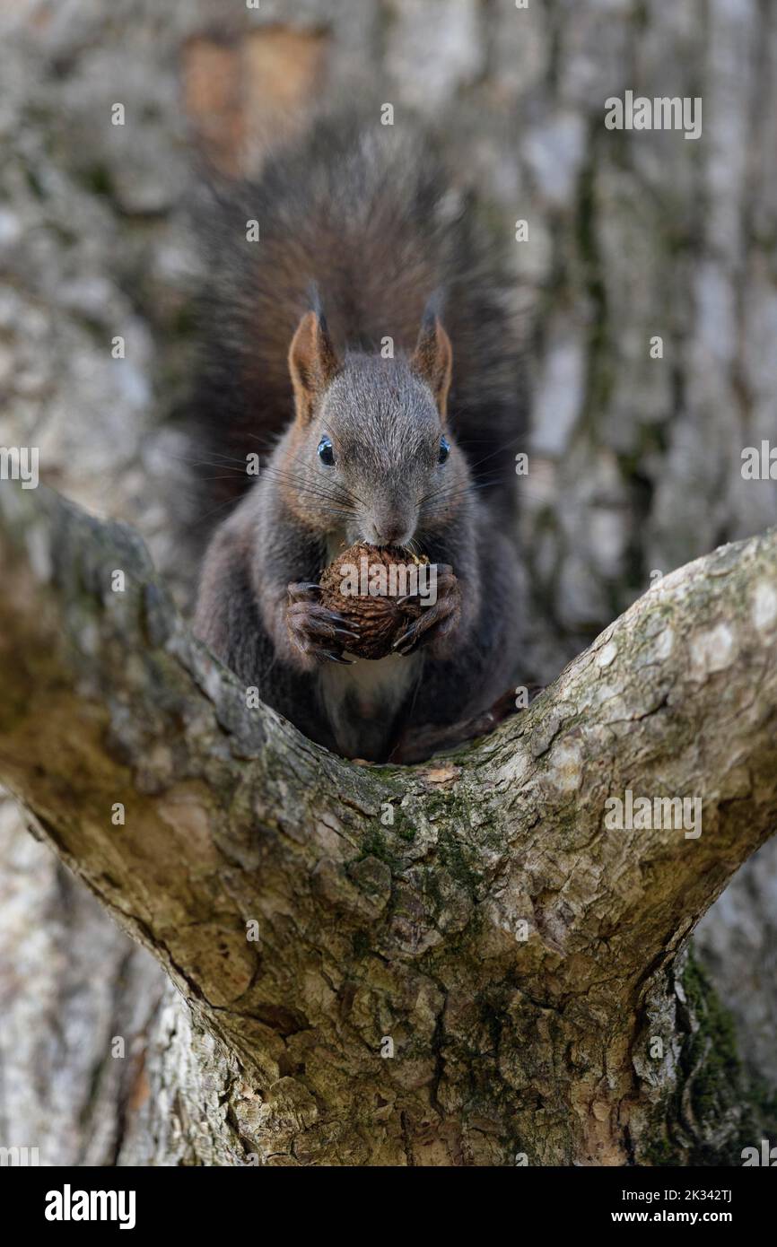Eurasian red squirrel (Sciurus vulgaris), black morph sitting on branch ...