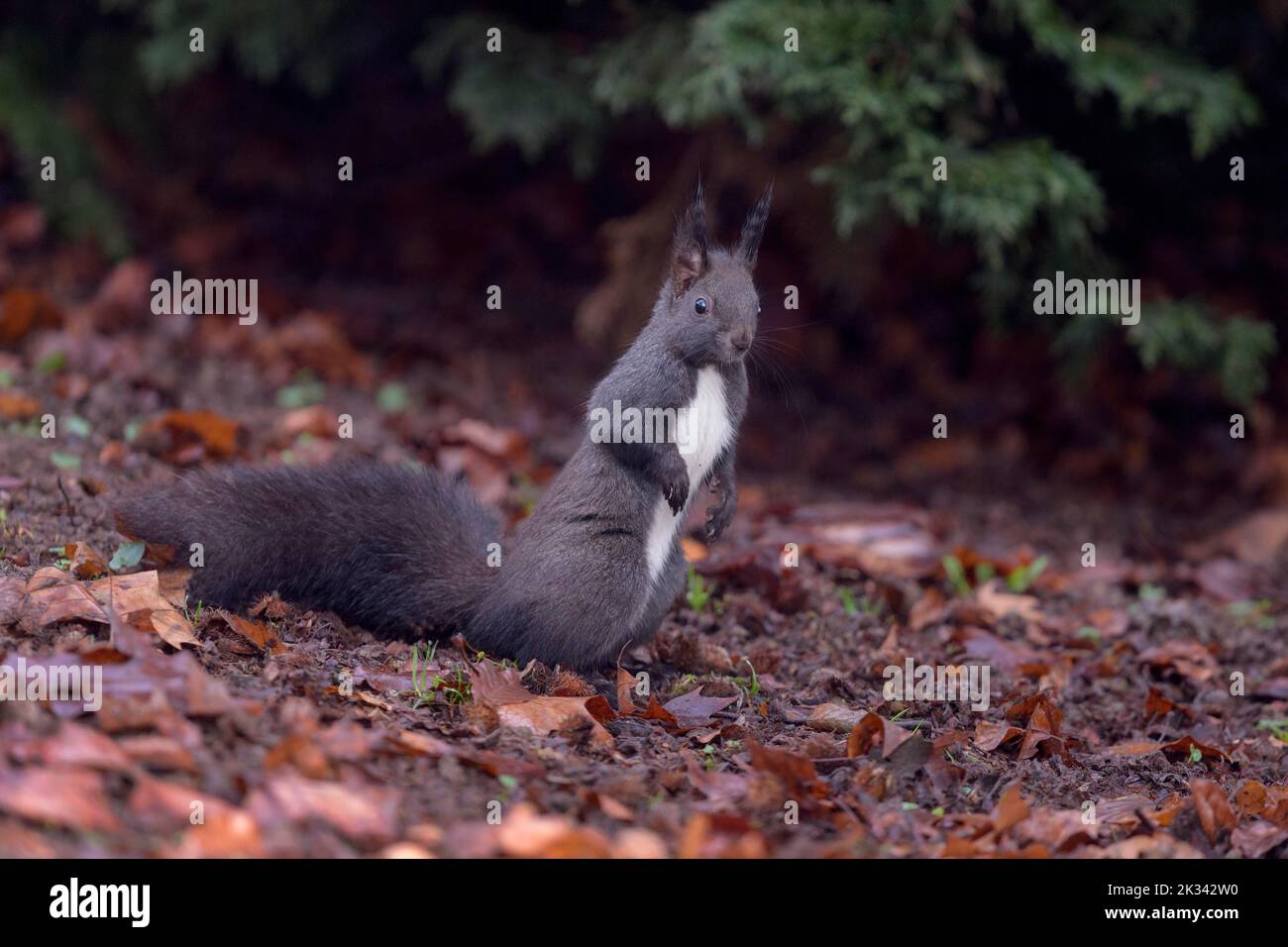 Black red squirrel hi-res stock photography and images - Alamy