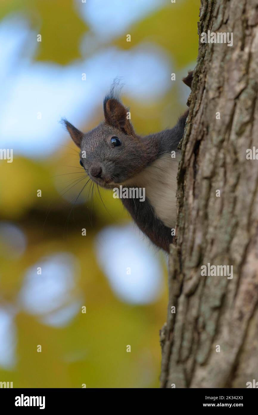 Black red squirrel hi-res stock photography and images - Alamy