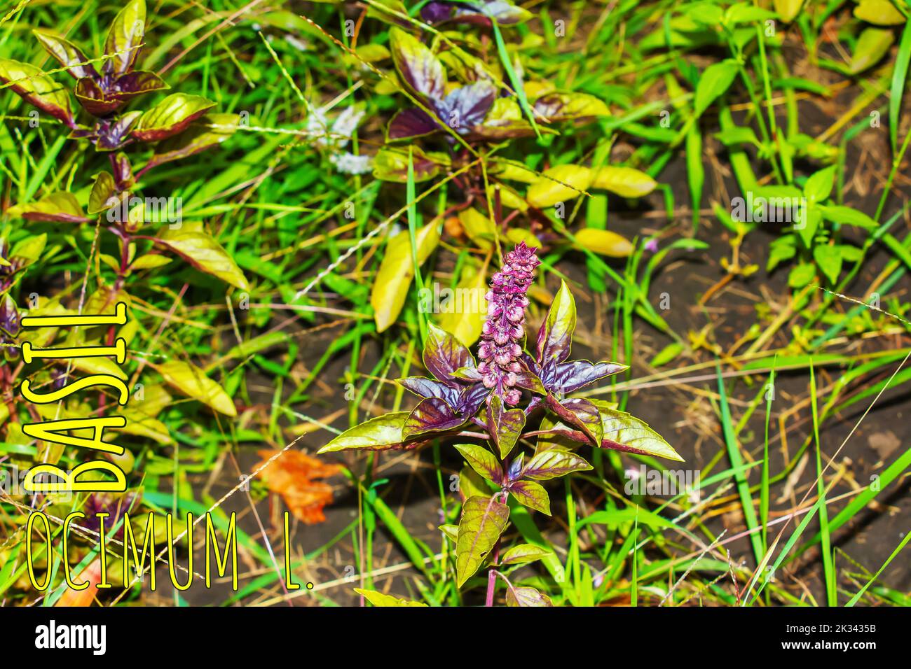 Flowering bush of fragrant basil Ocimum basilicum L in the garden ...