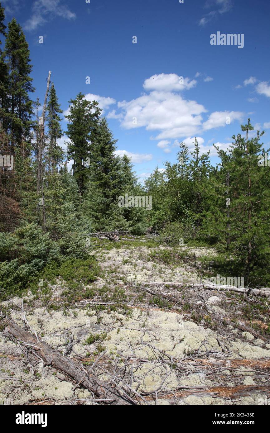 Chapleau Crown Game Preserve / Chapleau Crown Game Preserve Stock Photo ...