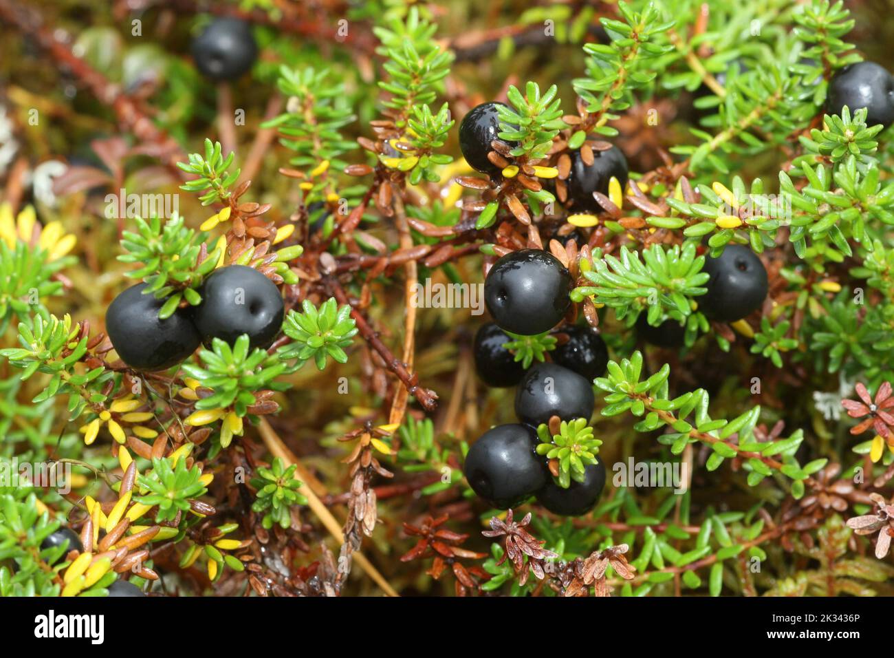 Black crowberries (Empetrum nigrum) in the tundra, Lapland, Norway ...