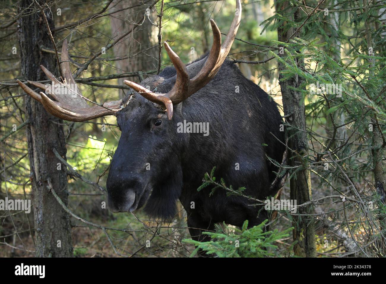 Bull elk face hi-res stock photography and images - Alamy