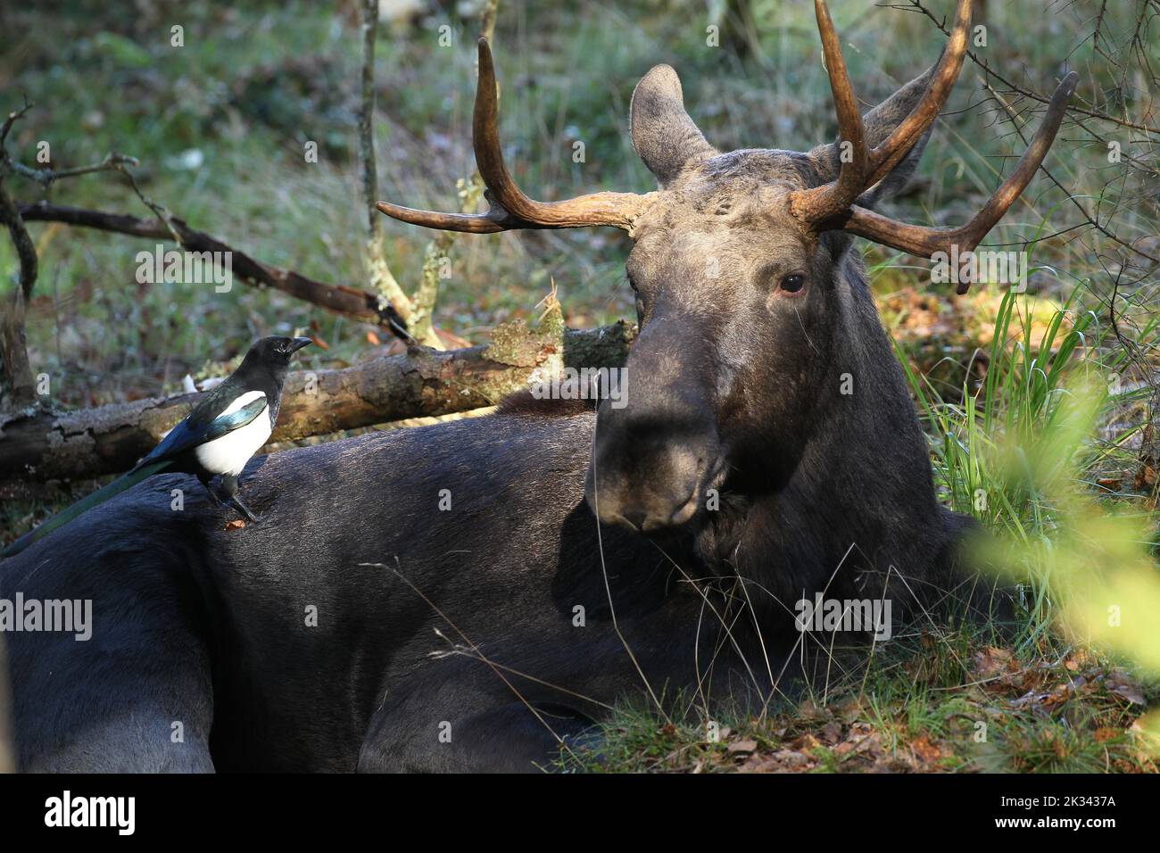 European magpie (Pica pica) looking for vermin on lying bull elk (Alces ...