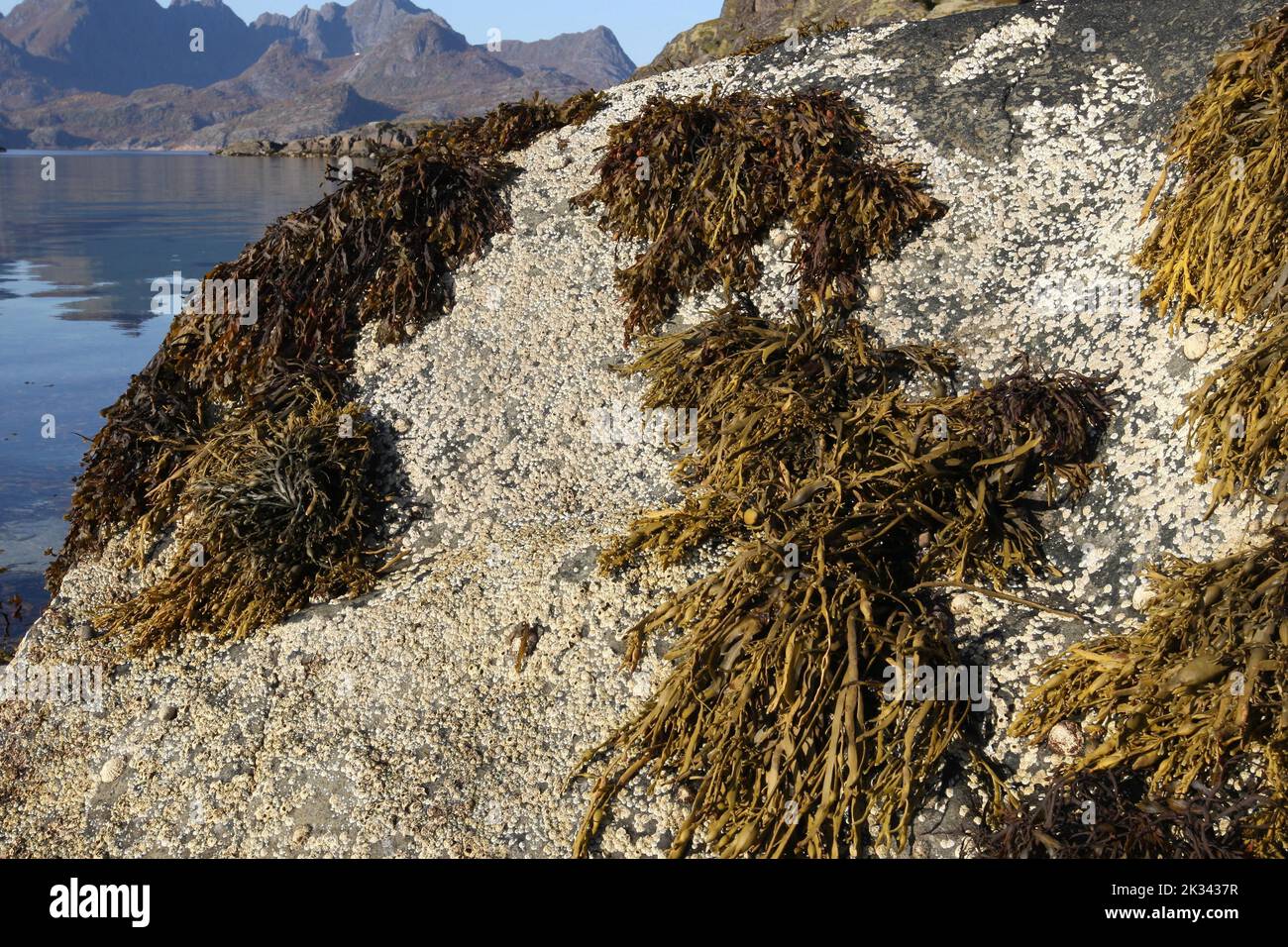 Seaweed (algae) and barnacles (Semibalanus balanoides) on a rock by the ...