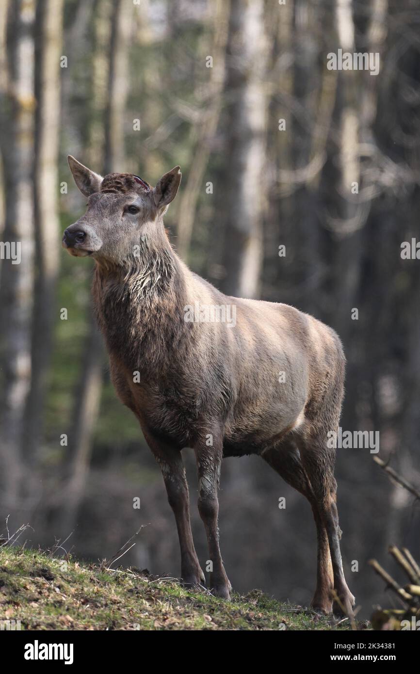 Without antler hi-res stock photography and images - Alamy