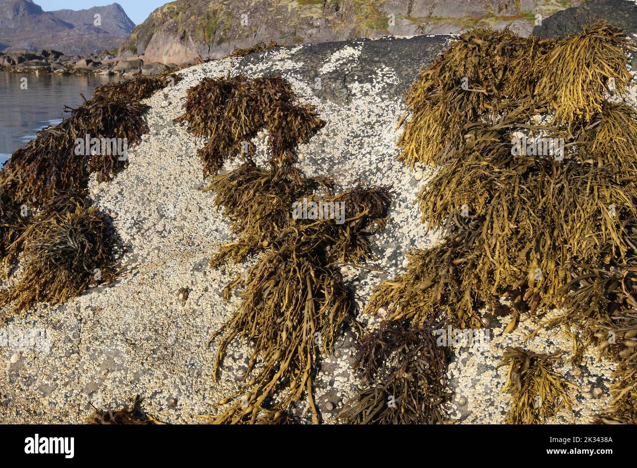 Seaweed (algae) and barnacles (Semibalanus balanoides) on a rock by the ...