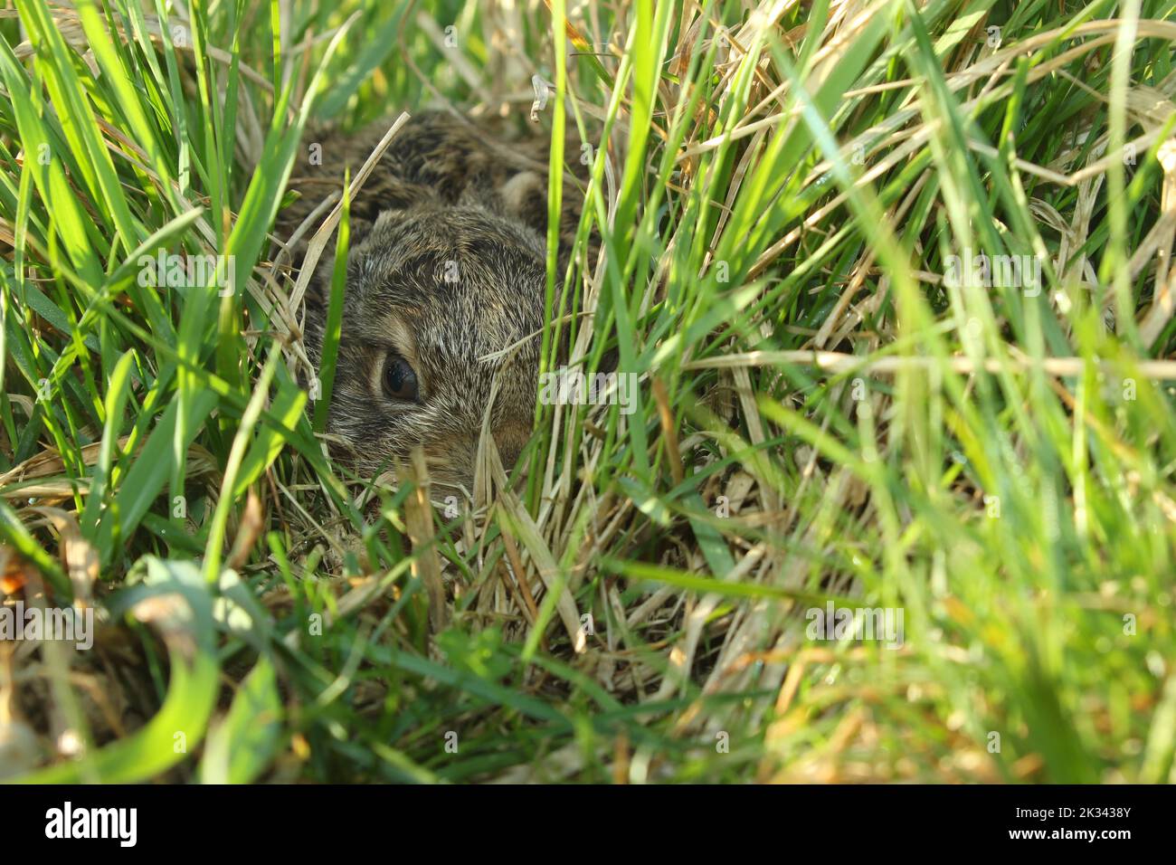 European hare (Lepus europaeus) few days old young animal in high grass ...