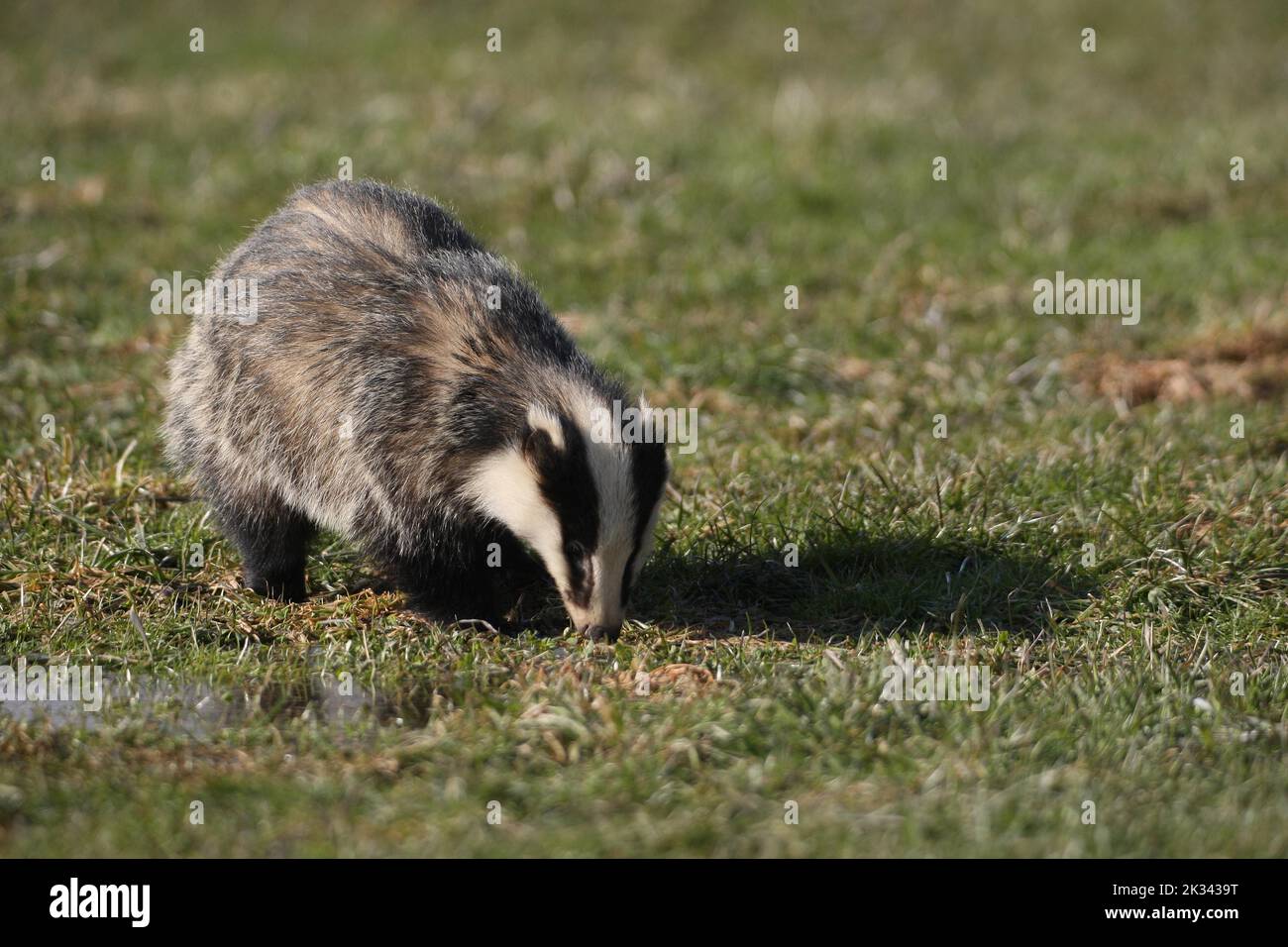 Badger scooping from a puddle in the meadow, Allgaeu, Bavaria, Germany ...