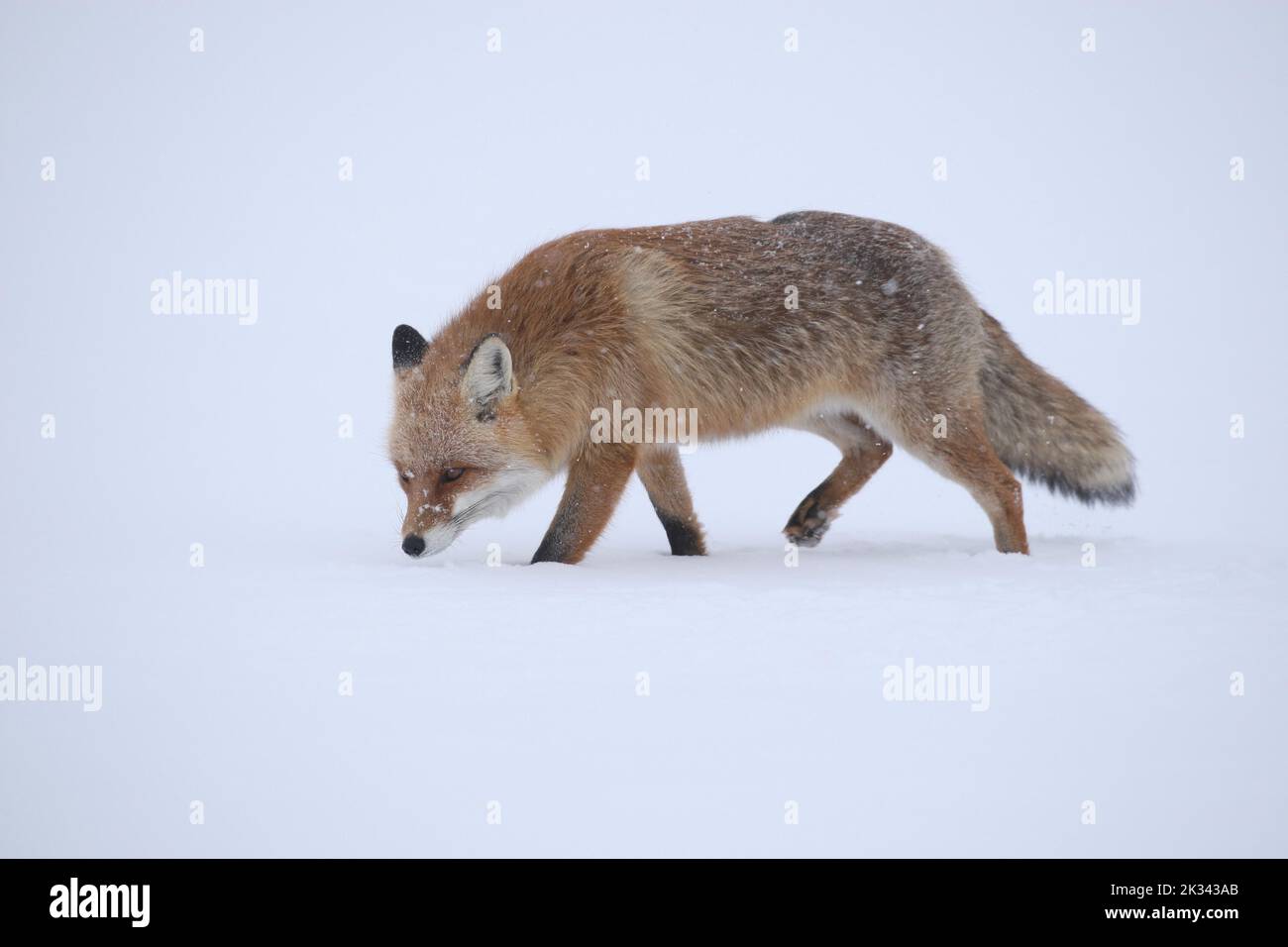 Red fox (Vulpes vulpes) in light snowfall on snowy meadow, Allgaeu ...