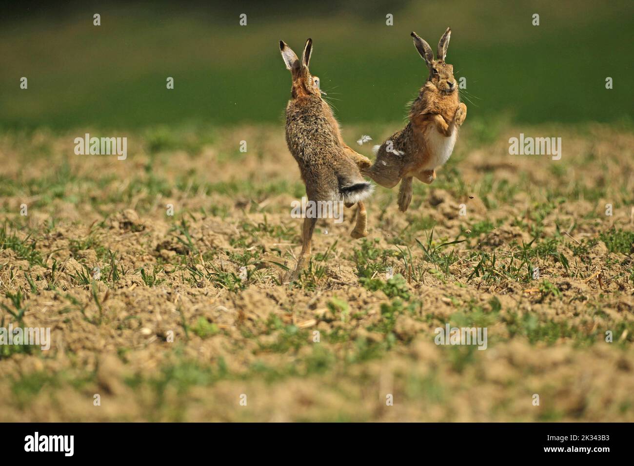 European hare (Lepus europaeus) Mating season, so-called gathering time ...