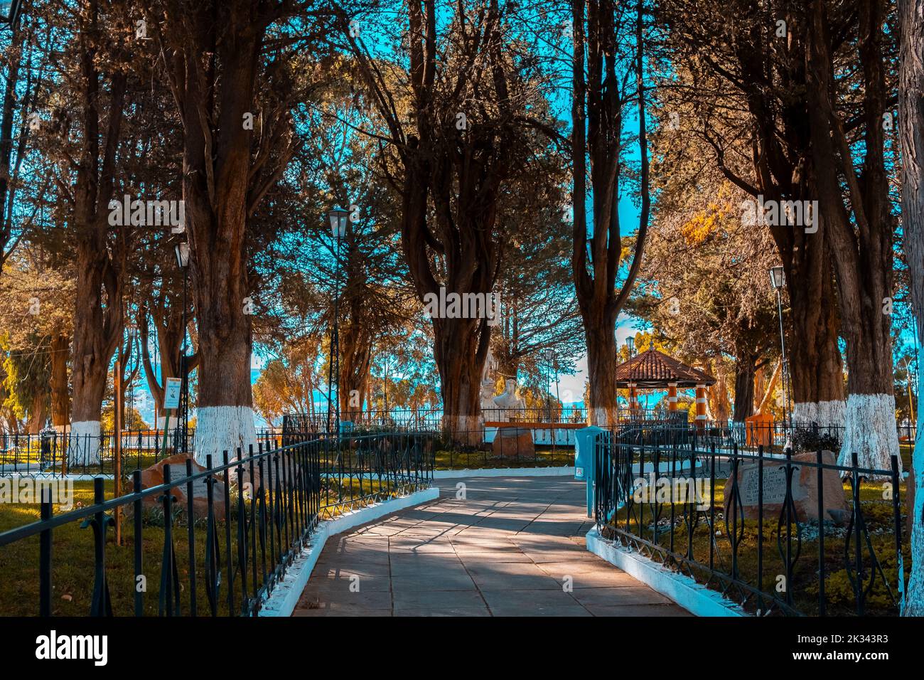 A beautiful view of the park with many trees in the morning Stock Photo ...
