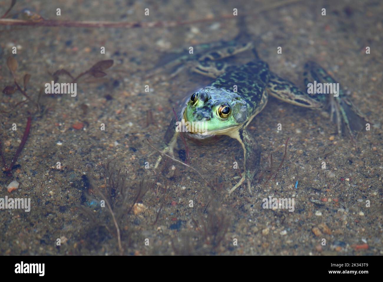Mink frogs hi-res stock photography and images - Alamy