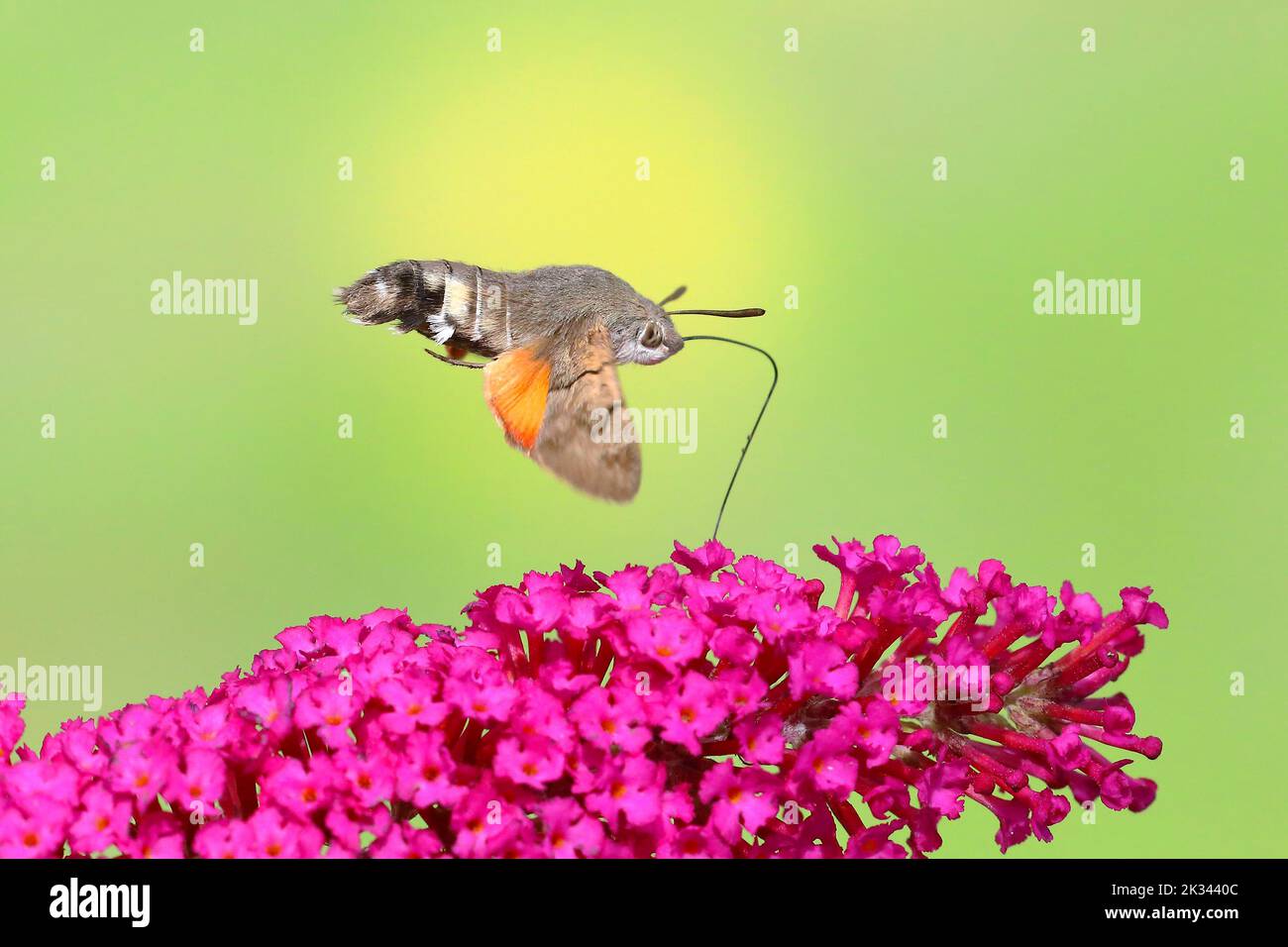 Hummingbird hawk-moth (Macroglossum stellatarum), flying, sucking ...