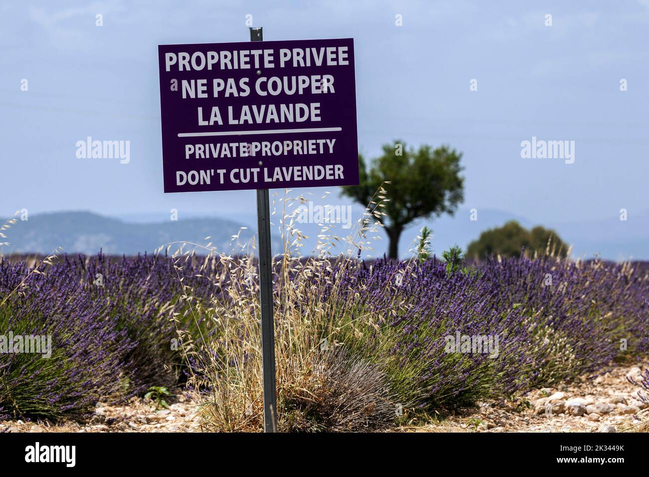 Prohibition sign in lavender field, flowering true lavender (Lavandula ...